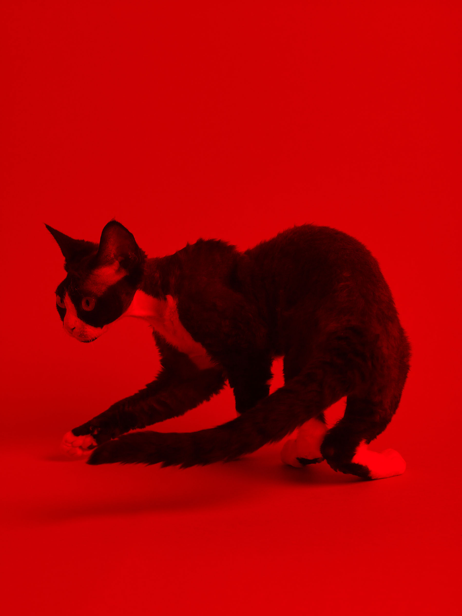 Marcel Rickli - Château de Gruyères